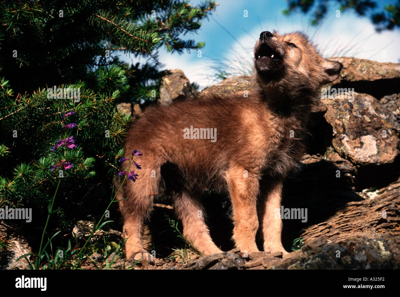 Wolf cub howling hi-res stock photography and images - Alamy