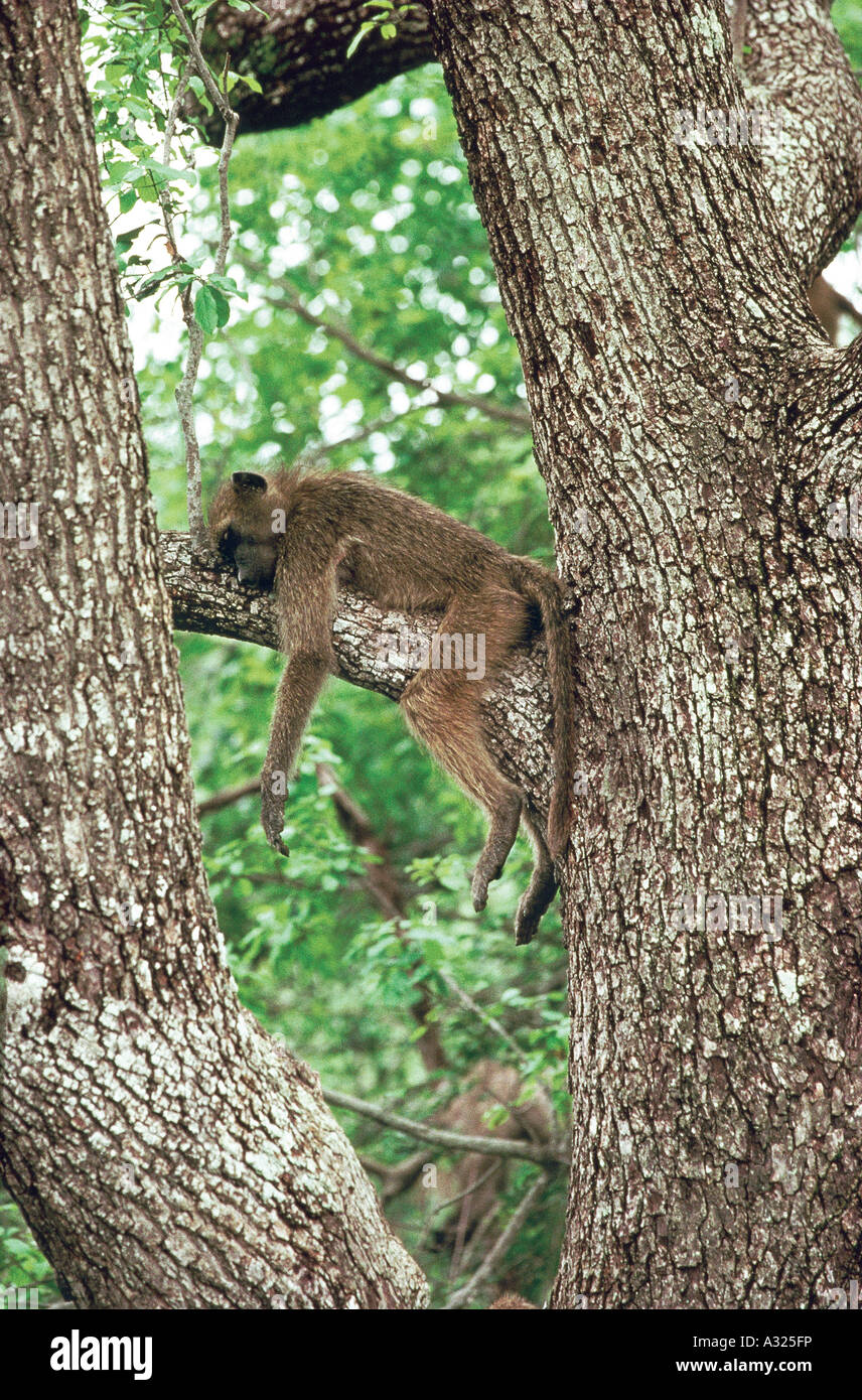 Sleeping Chachma Baboon, Cape Point, Cape Town, South Africa Stock ...