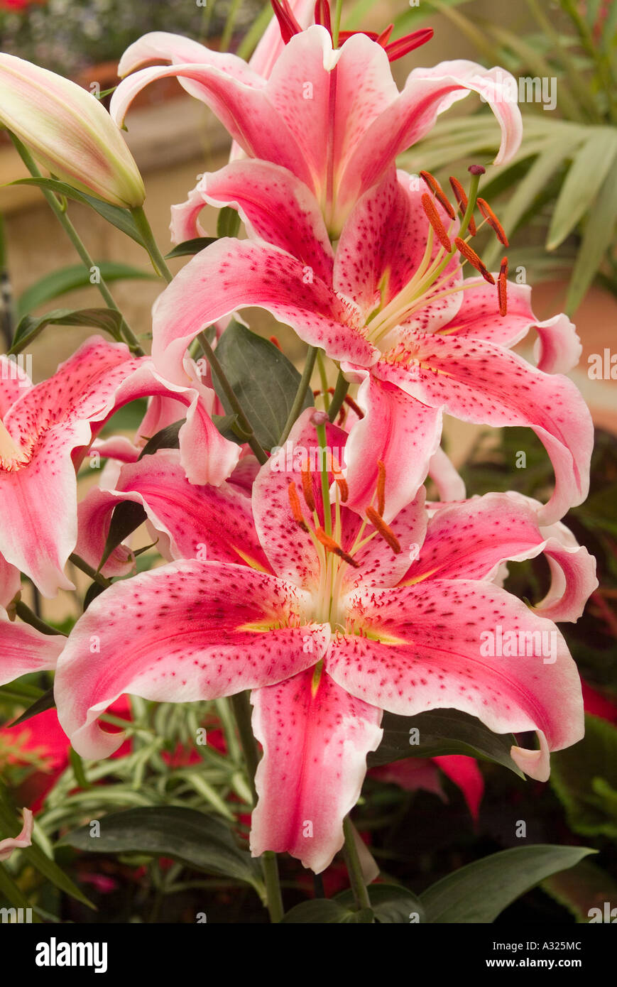 Asiatic hybrid lilly hi-res stock photography and images - Alamy