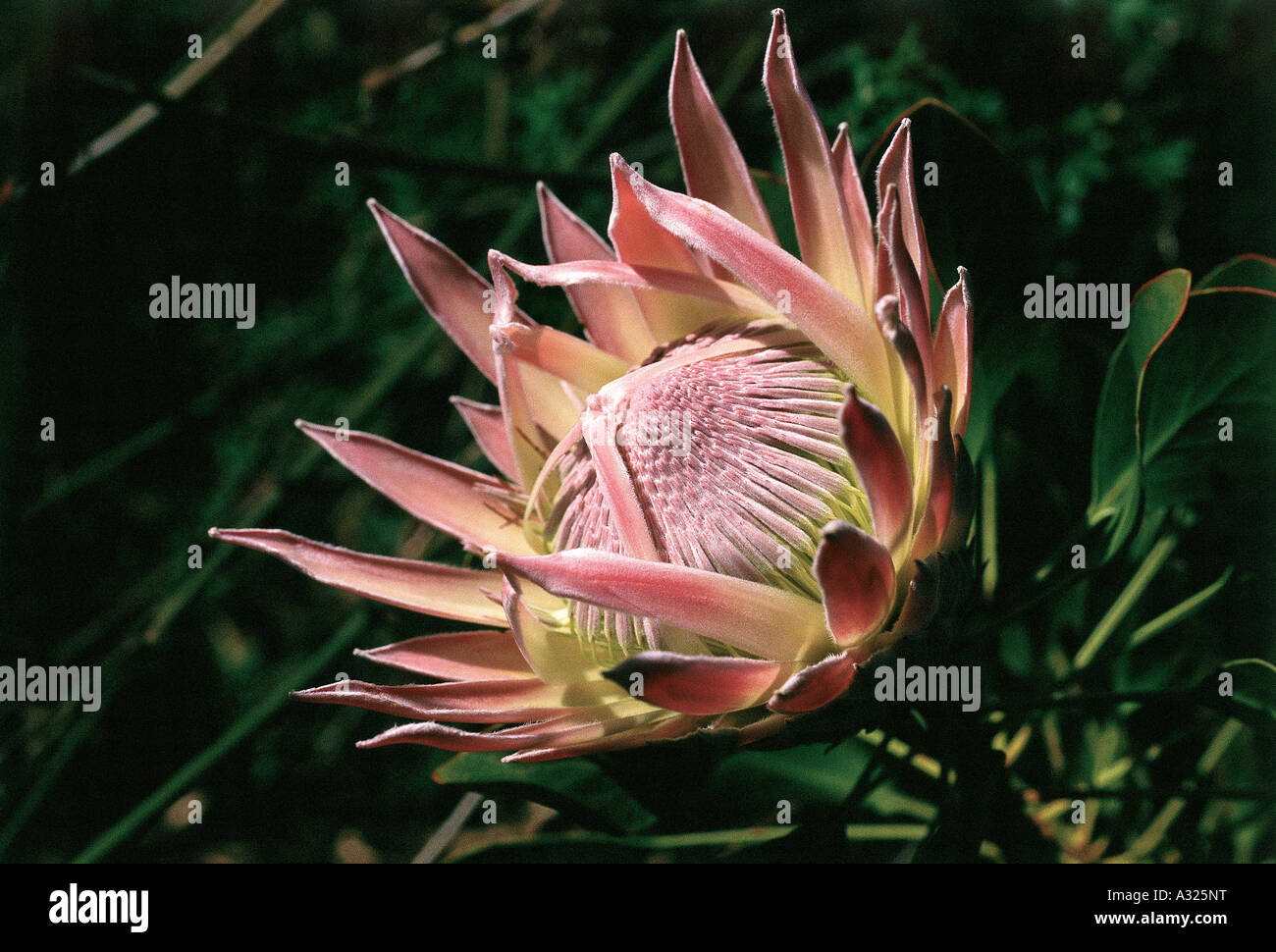 Protea Plant, Kirstenbosch Gardens, Cape Town, South Africa Stock Photo ...