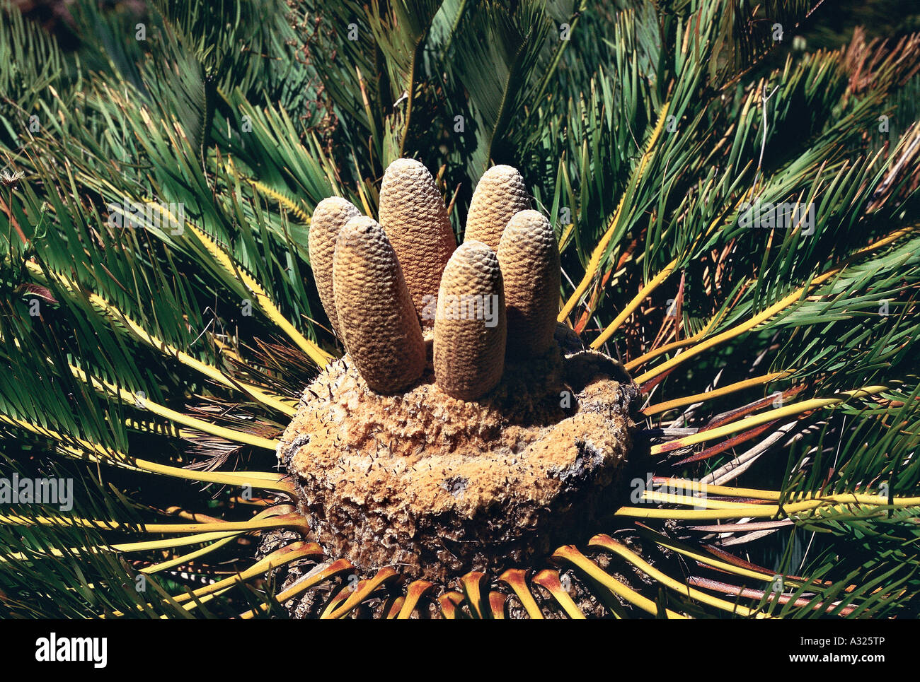 Cycad Plant, Kirstenbosch Gardens, Cape Town, South Africa Stock Photo ...