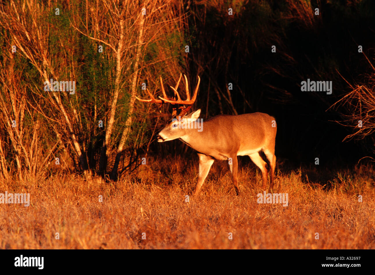 Buck Whitetail deer in golden light Stock Photo - Alamy