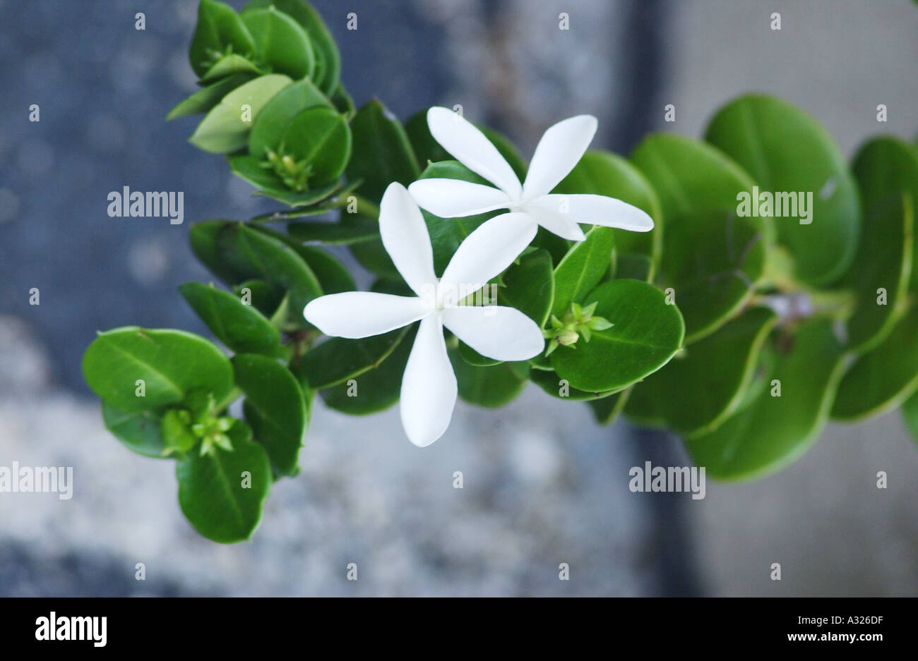 Small white flowers on a green plant Stock Photo - Alamy