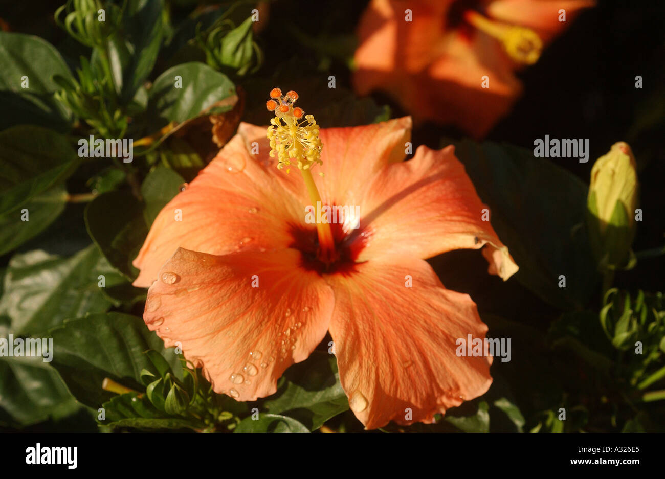 Hibicus flowers hi-res stock photography and images - Alamy