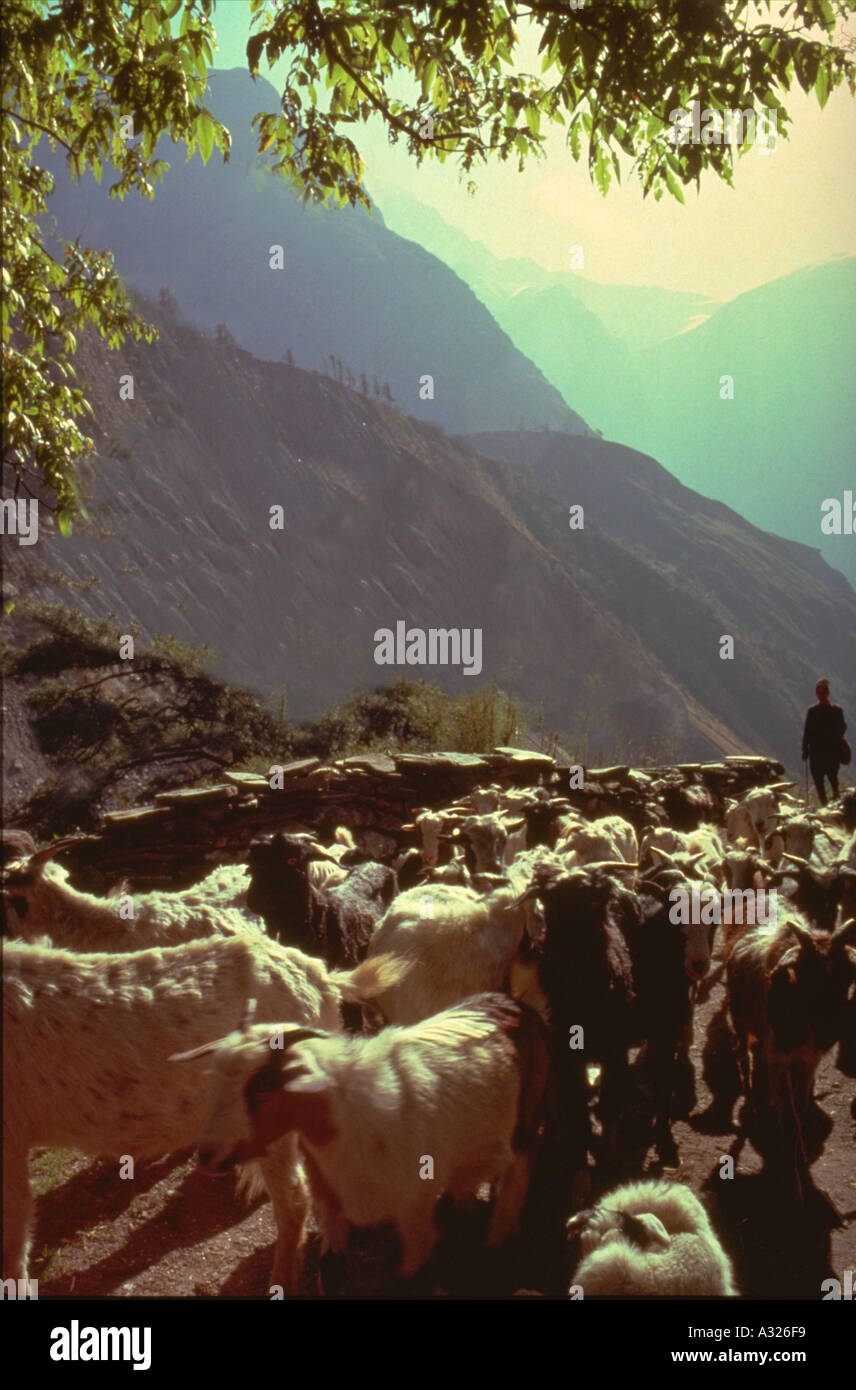 Nepal Goat Herder Stock Photo - Alamy