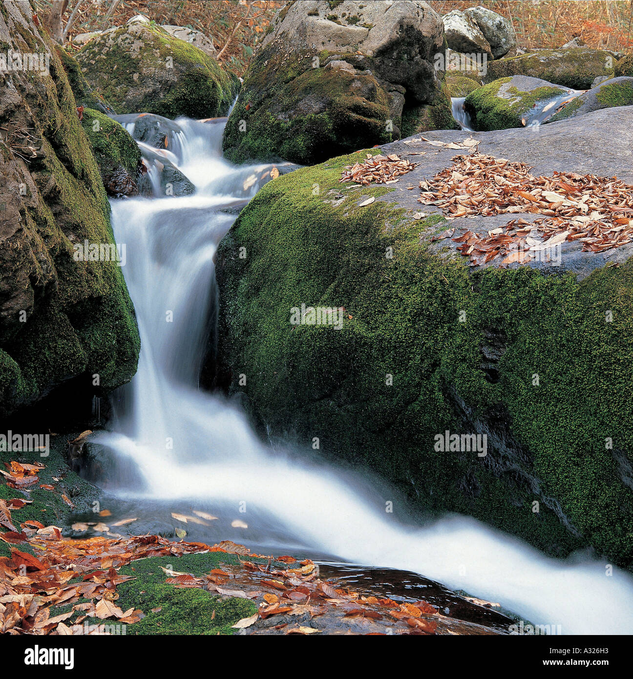 A running stream between the mossy rocks with fallen leaves Stock Photo ...