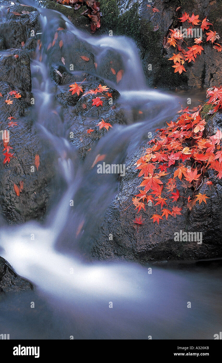 Autumnal tints flowing water rapidly Stock Photo - Alamy