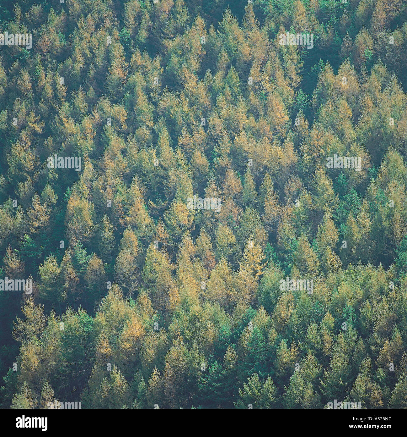 The forest filled with the needle leaf trees Stock Photo - Alamy