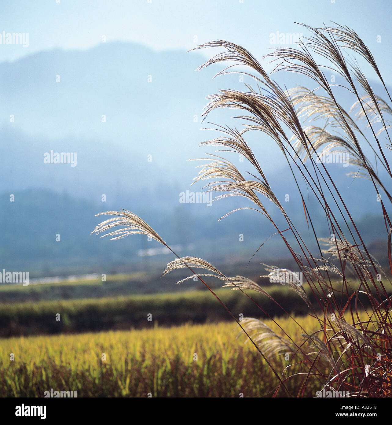 Ridge between rice field hi-res stock photography and images - Alamy