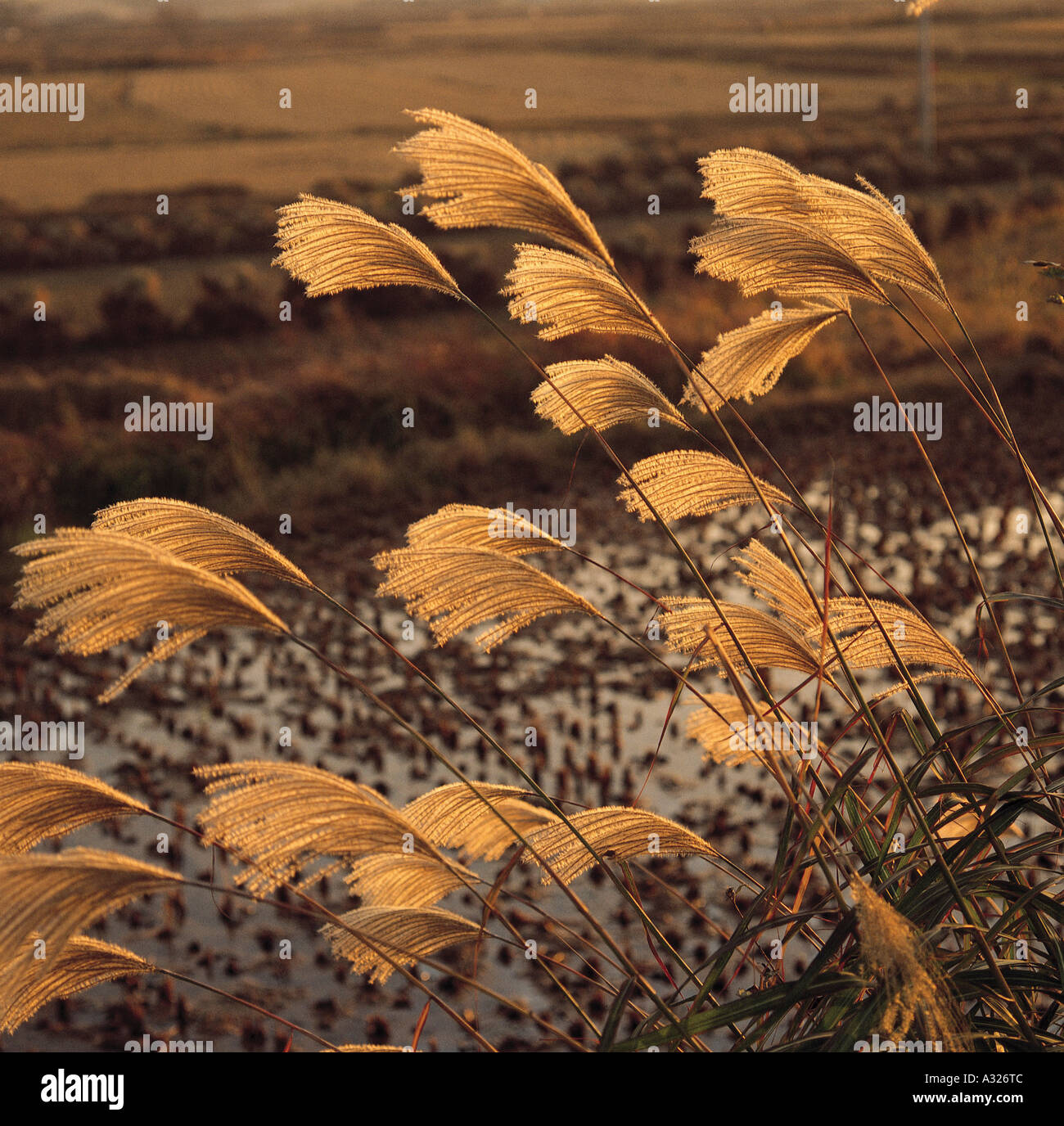 The rural scene of the rice paddy and the reeds Stock Photo - Alamy