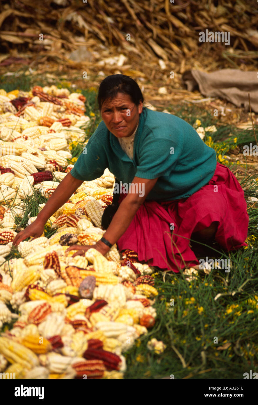 Corn drying peru hi-res stock photography and images - Alamy