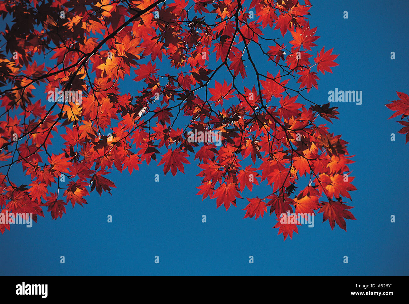 Blue tinged leaves hi-res stock photography and images - Alamy