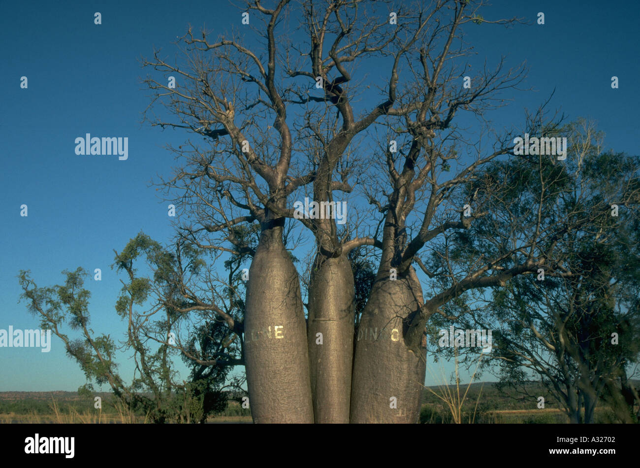 Boab Trees Kimberleys Australia Stock Photo - Alamy