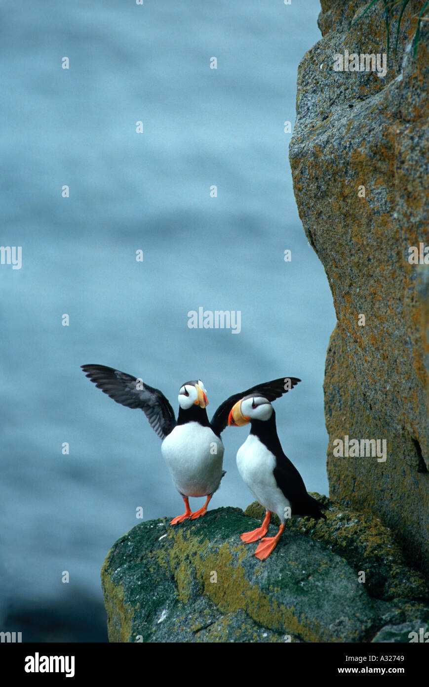 Horned puffin seems to be showing mate the size of the one that got ...