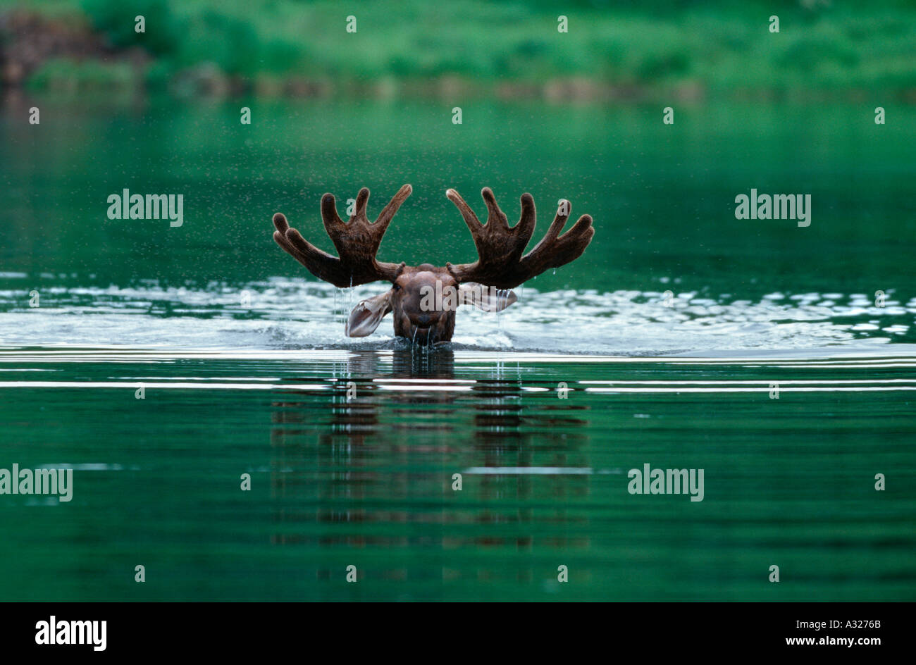 Bull moose swims up to his neck and surrounded by moose flies in Denali ...