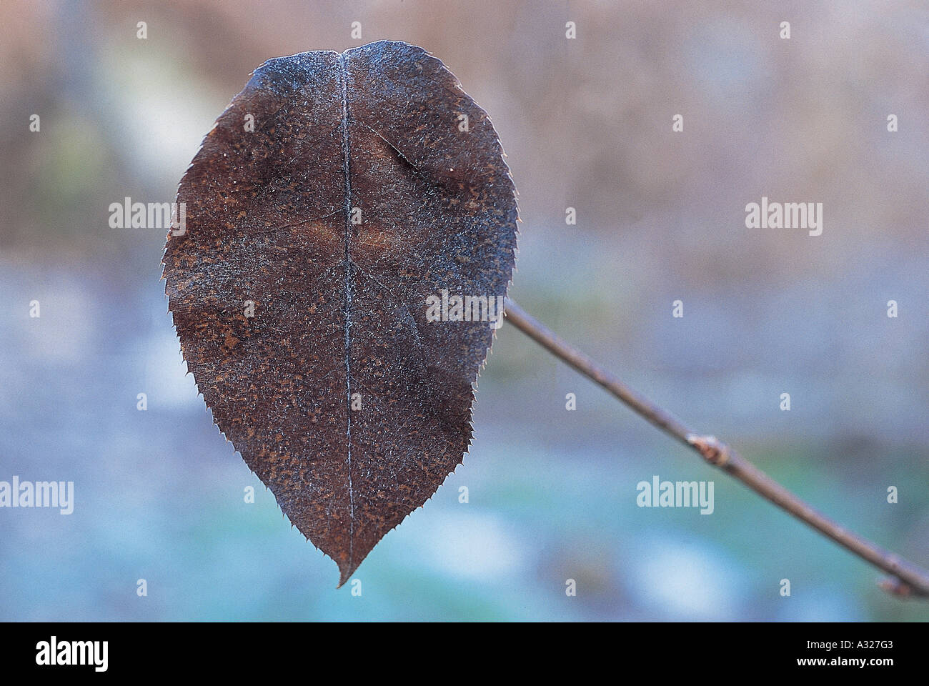 Skinny leaf hi-res stock photography and images - Alamy