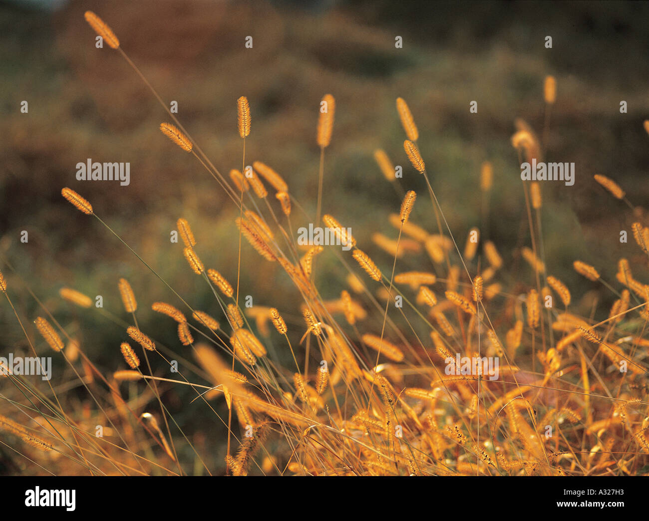 Foxtail ear hi-res stock photography and images - Alamy