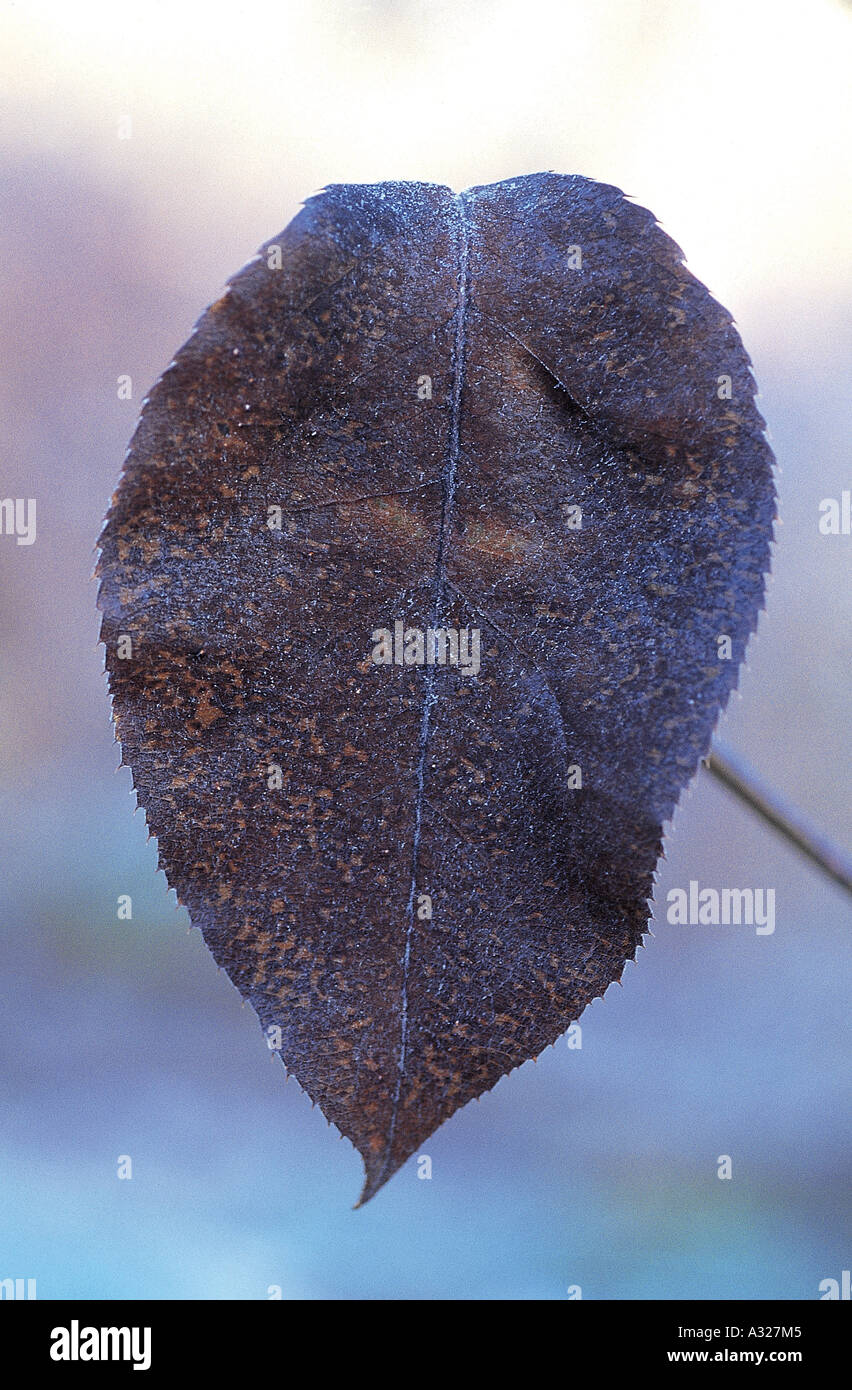 Round twig hi-res stock photography and images - Alamy