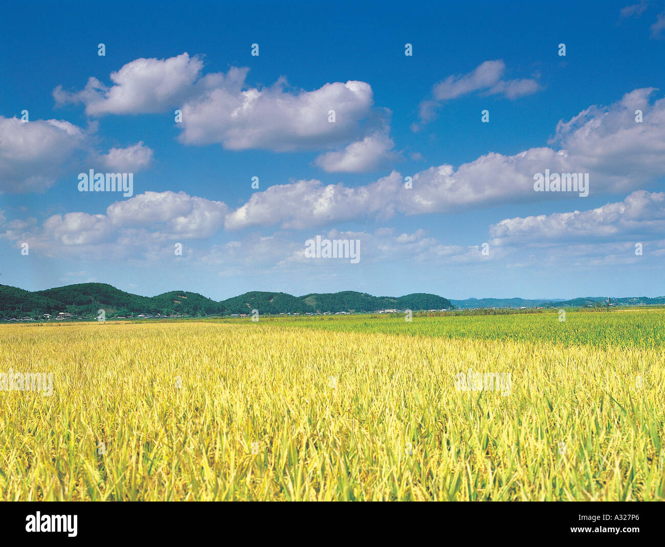 Rice fiel hi-res stock photography and images - Alamy