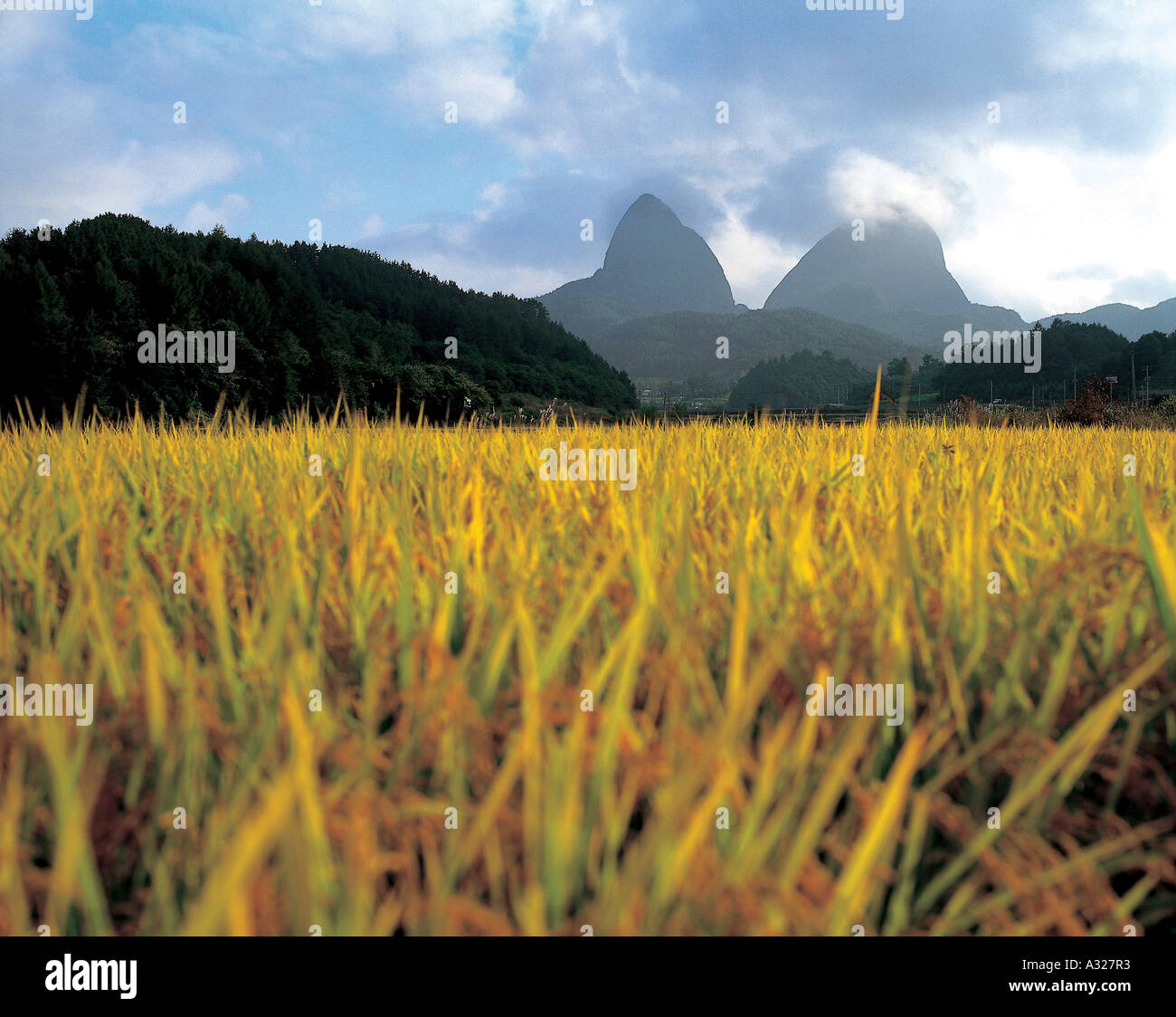 The ear of grain ripes under the sky of an Autumn Stock Photo - Alamy