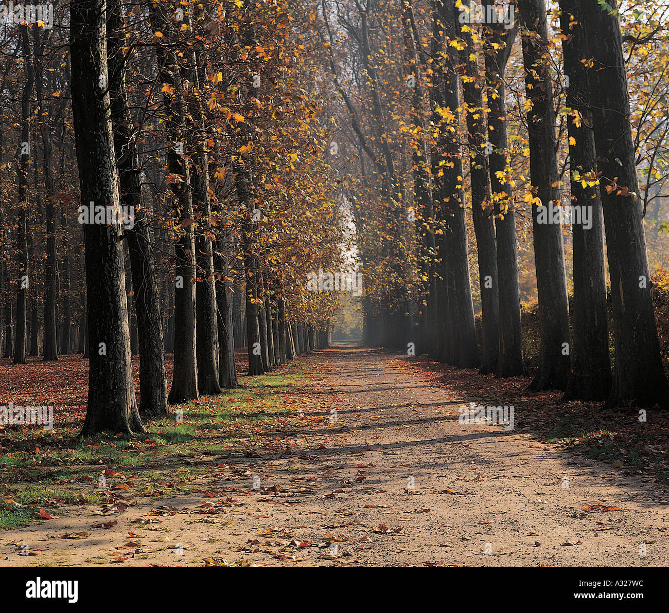 Trees lining a street Stock Photo - Alamy