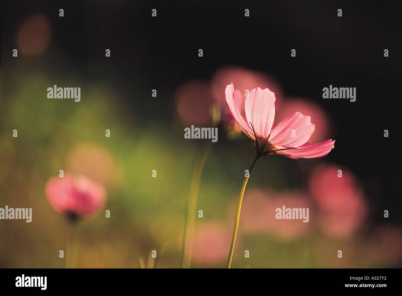 A closed view on pink flowers from the side Stock Photo - Alamy