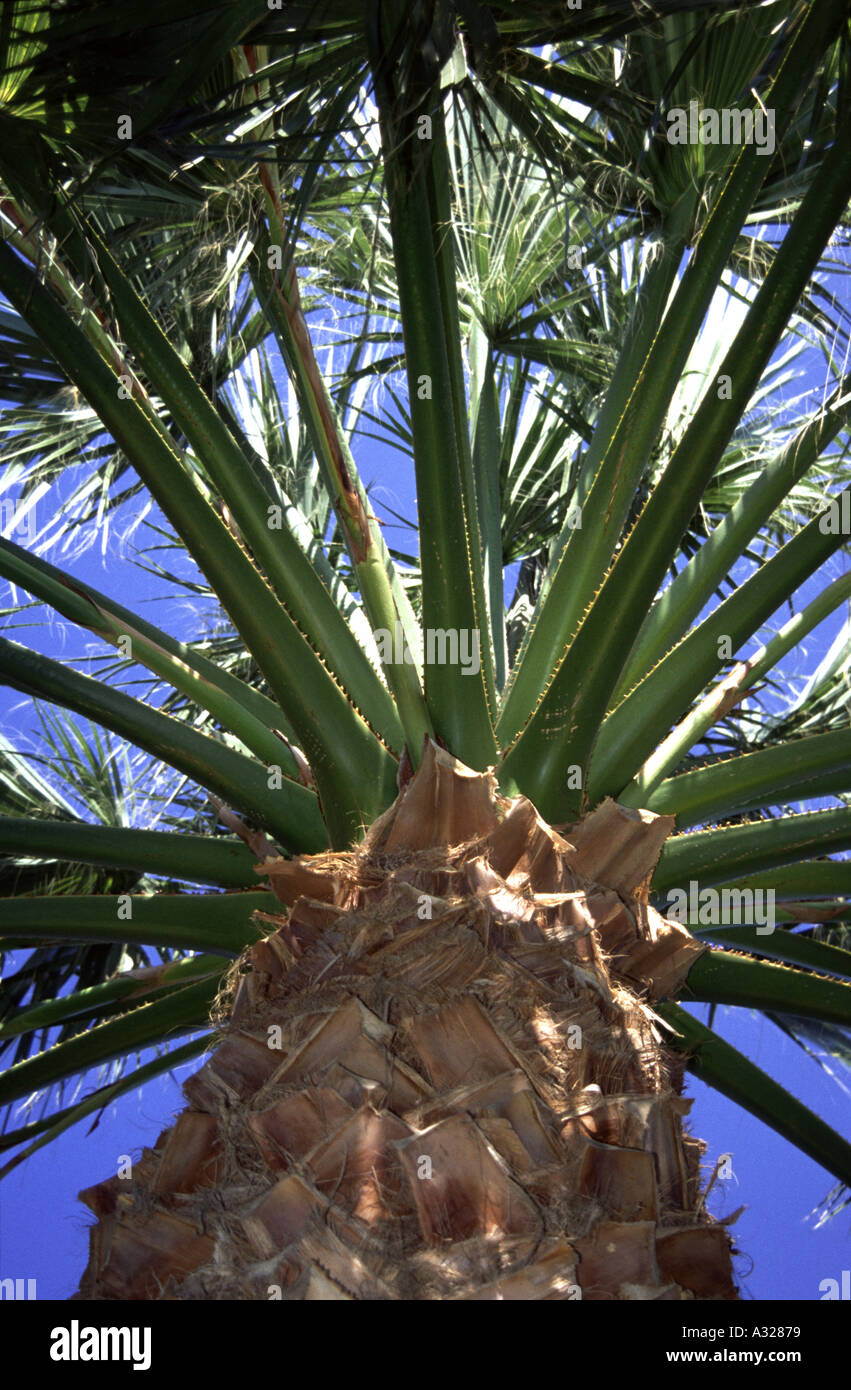 Palm tree photographed in Crete Greece Stock Photo - Alamy