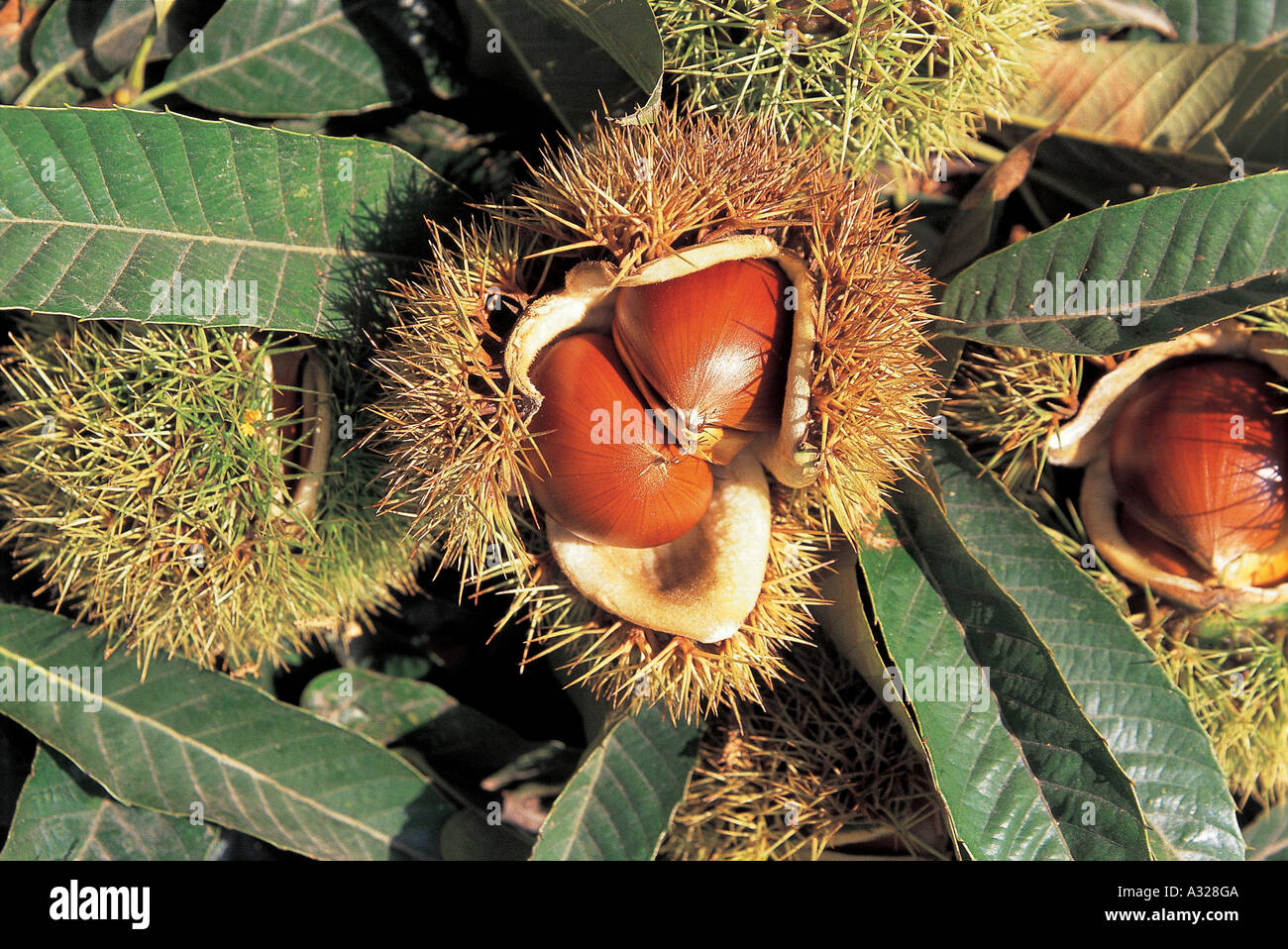 The chestnuts became ripen Stock Photo - Alamy