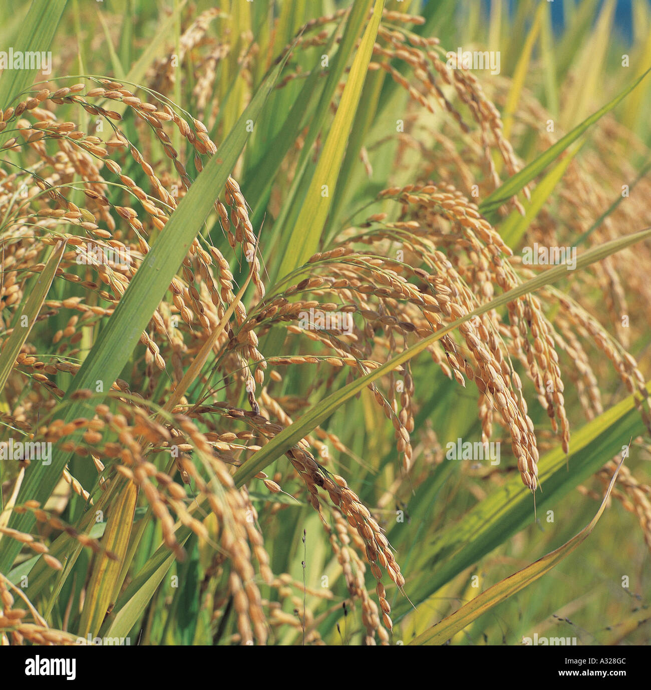 Rice plants wait for harvest Stock Photo - Alamy