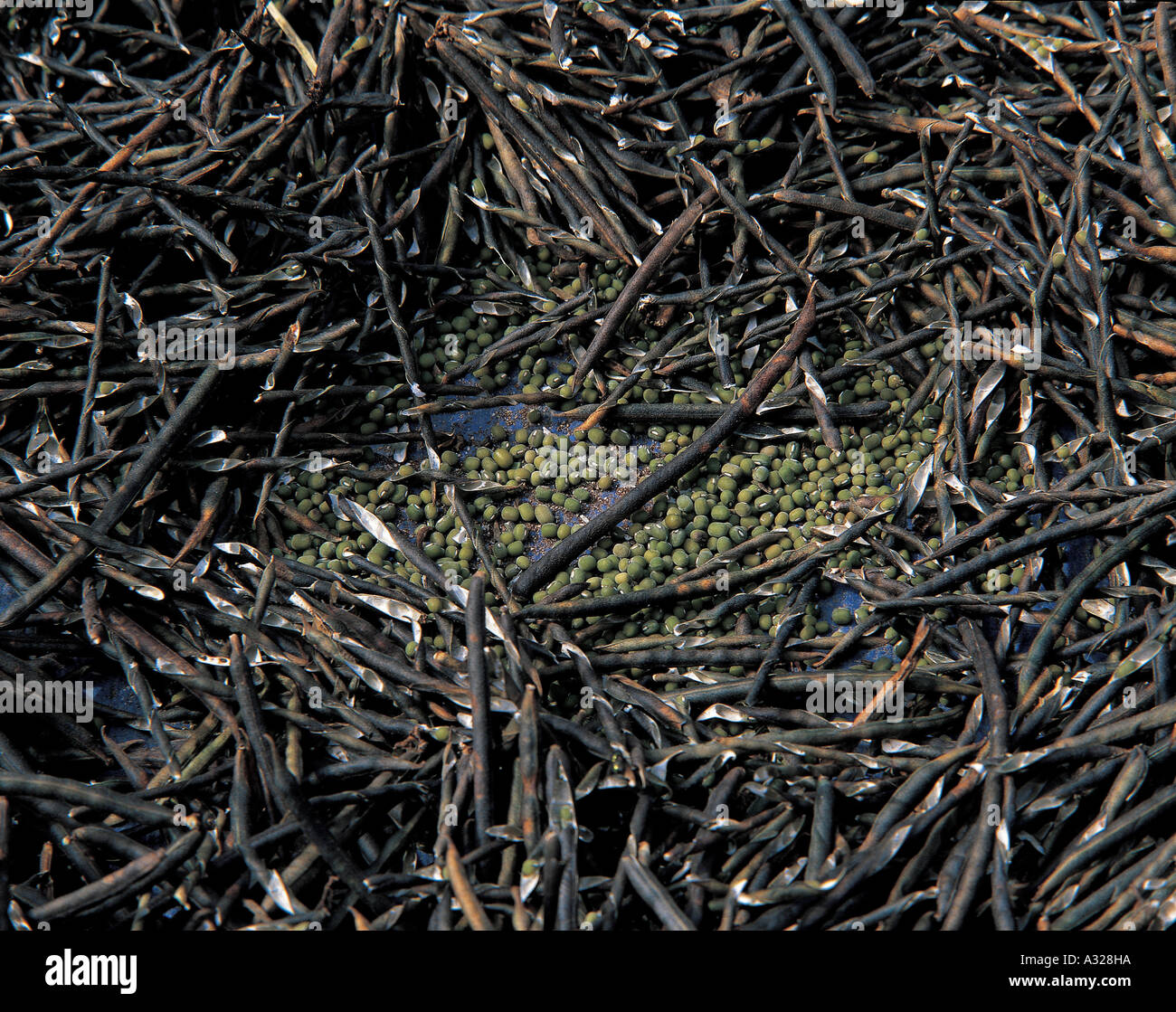 Corn hull hi-res stock photography and images - Alamy