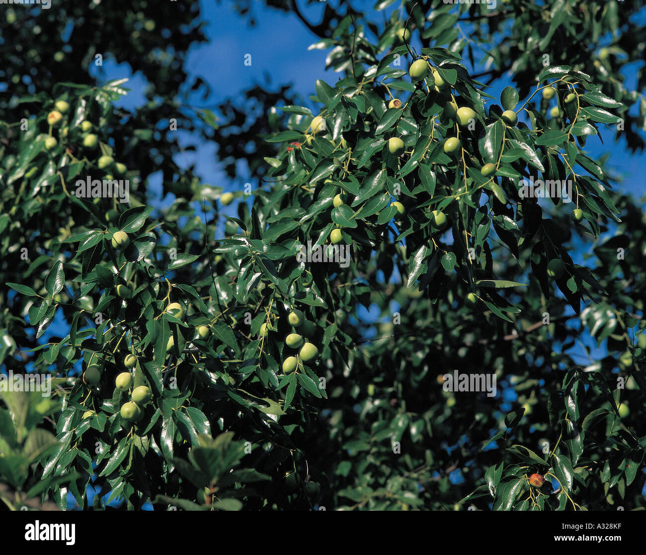 Jujube Farm High Resolution Stock Photography and Images - Alamy