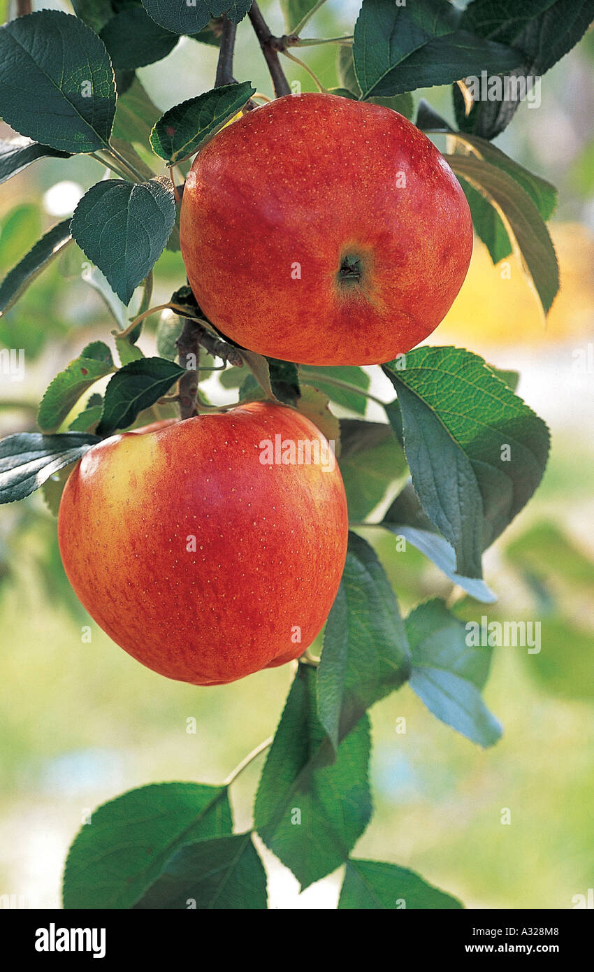 Pmf08001 hi-res stock photography and images - Alamy