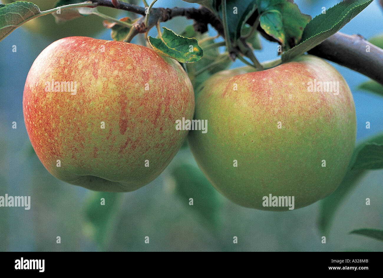 Pmf08004 hi-res stock photography and images - Alamy