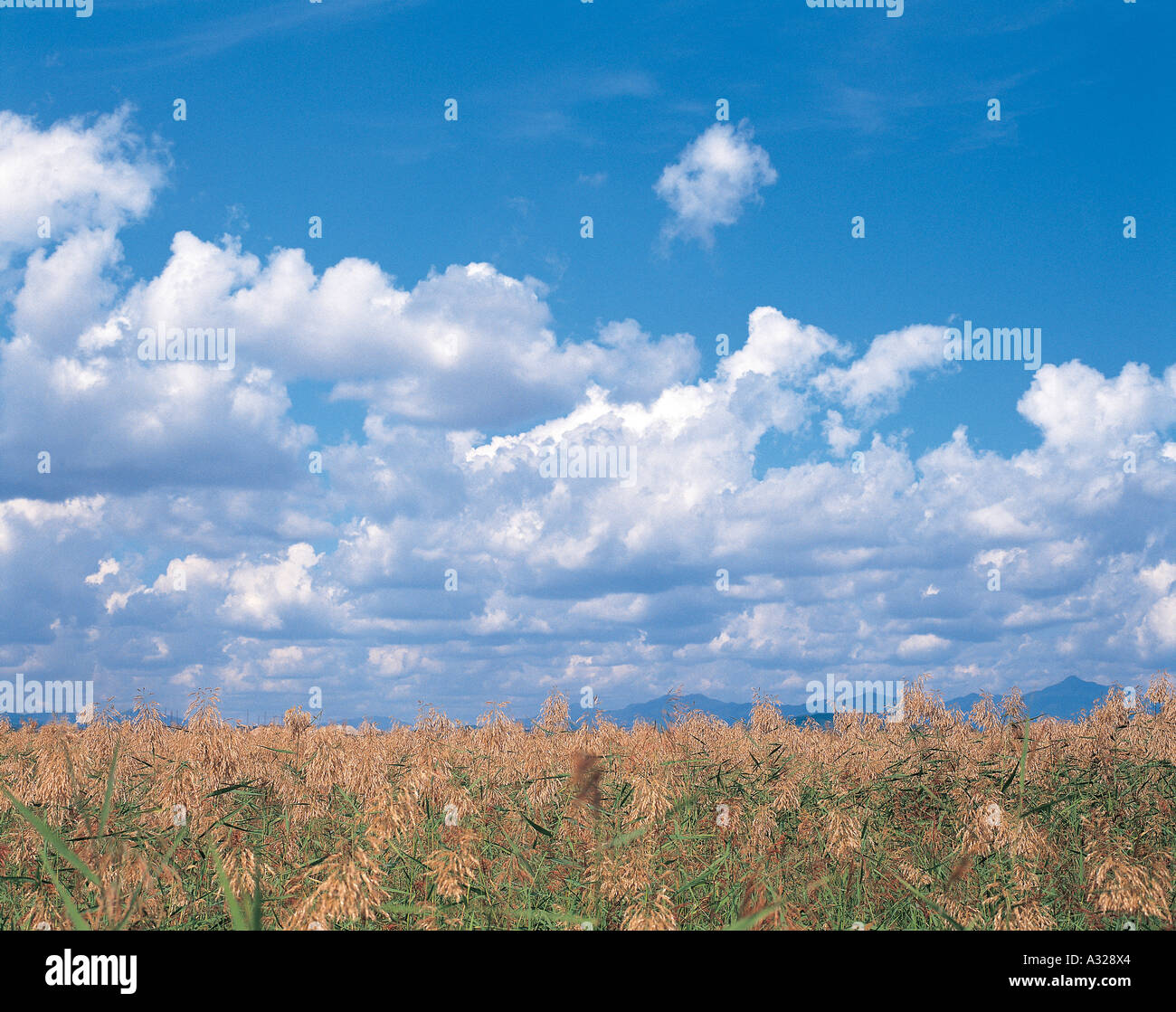 Garden grain hi-res stock photography and images - Alamy