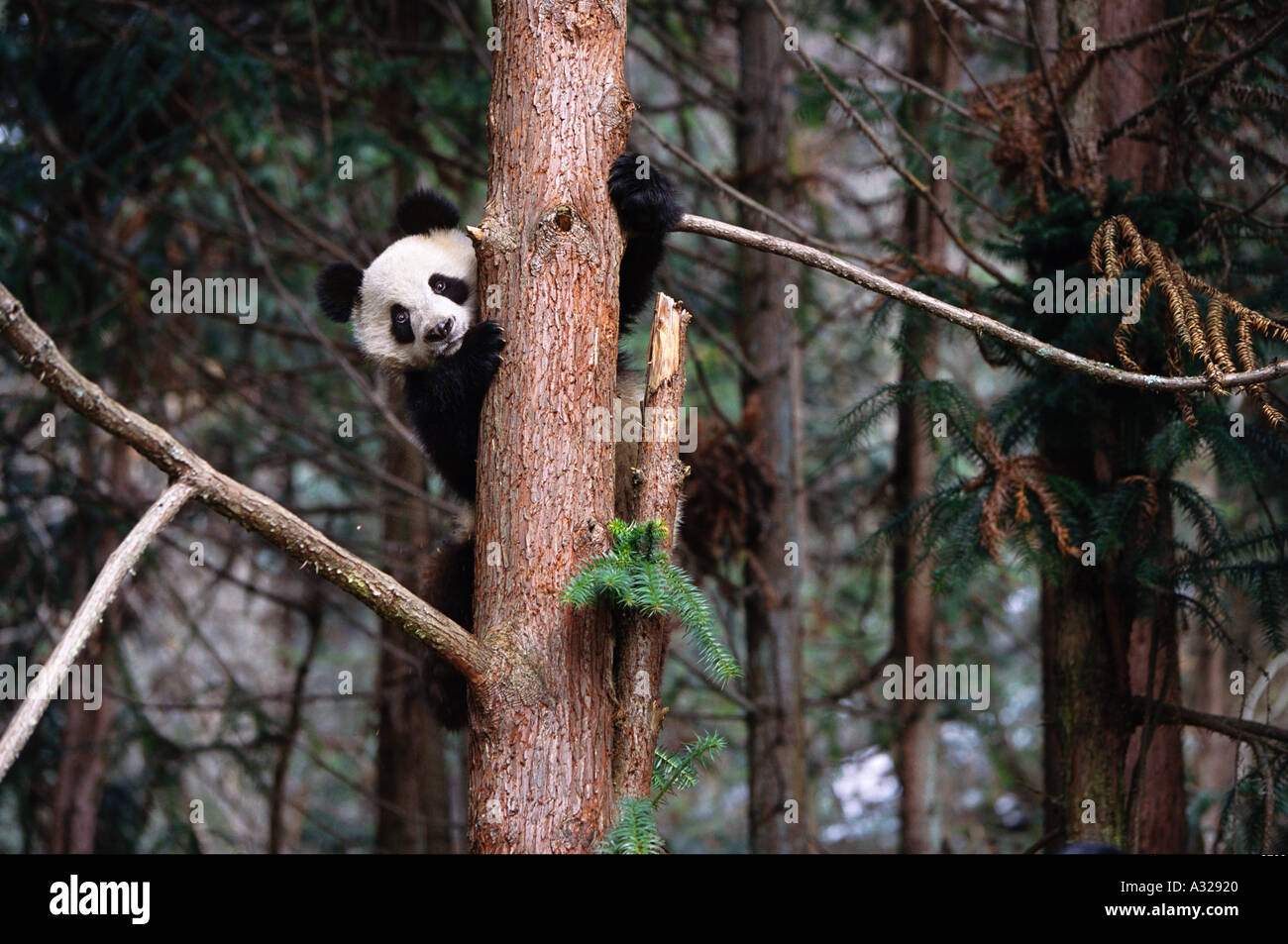 Giant pandas climbing hi-res stock photography and images - Alamy