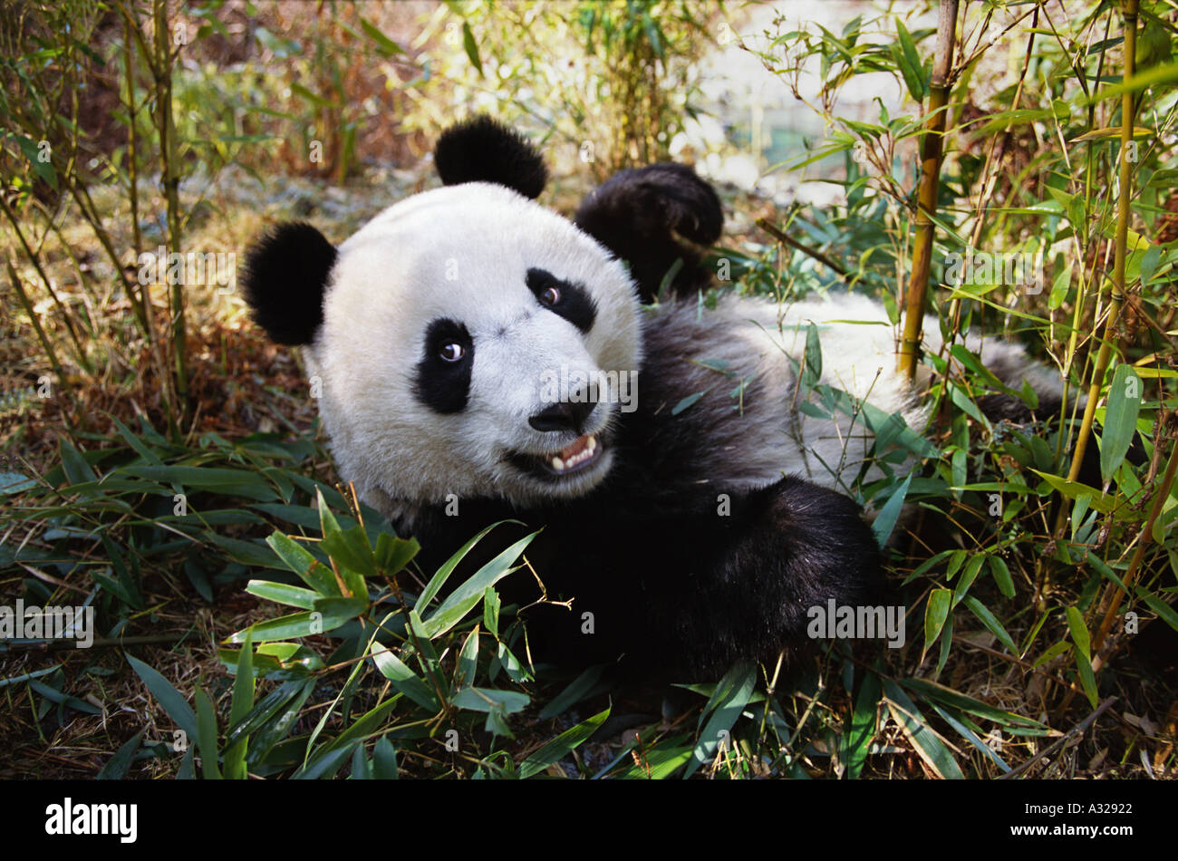Giant Panda Sichuan China Stock Photo - Alamy