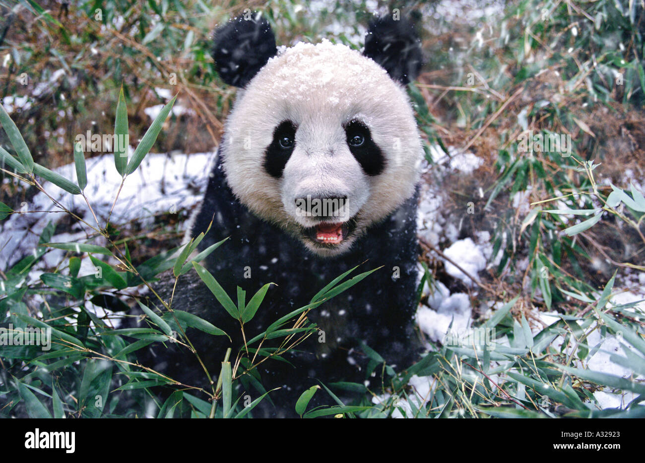 Giant Panda Sichuan China Stock Photo - Alamy