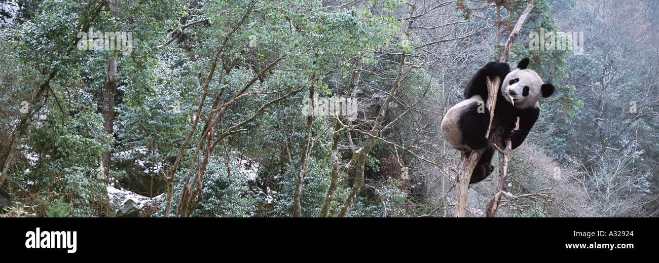 Panda tree mountains hi-res stock photography and images - Alamy
