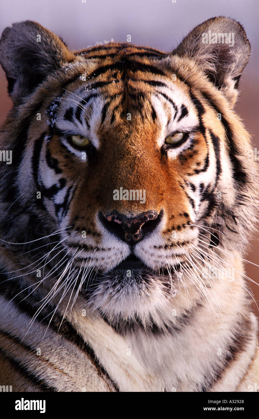Siberian Tiger China Stock Photo - Alamy