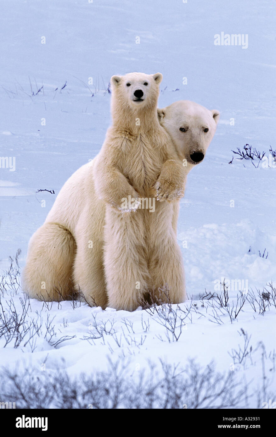 Polar Bear mother and cub Cape Churchill Manitoba Canada Stock Photo - Alamy