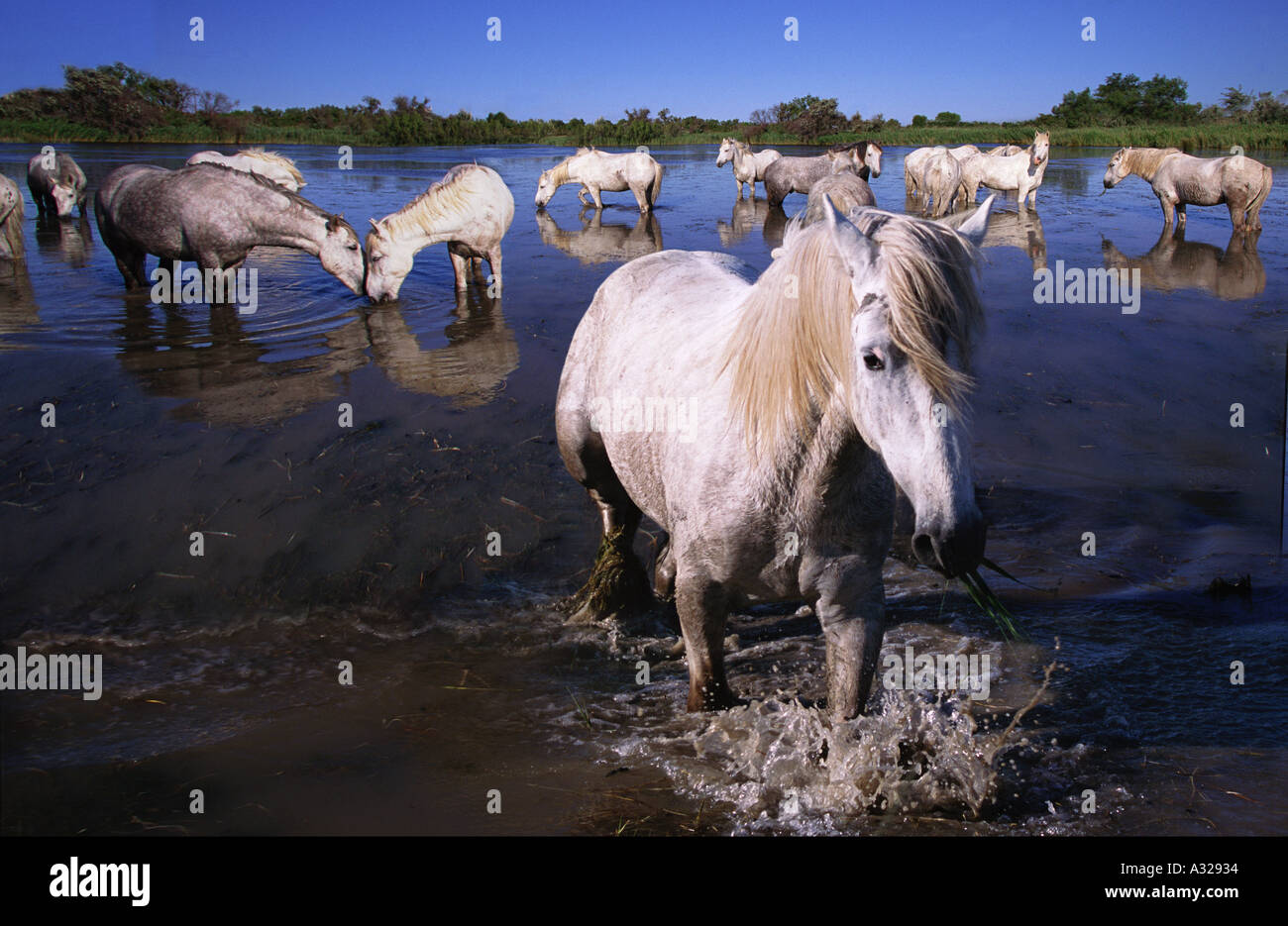 Camargue horses in the marsh France Stock Photo - Alamy