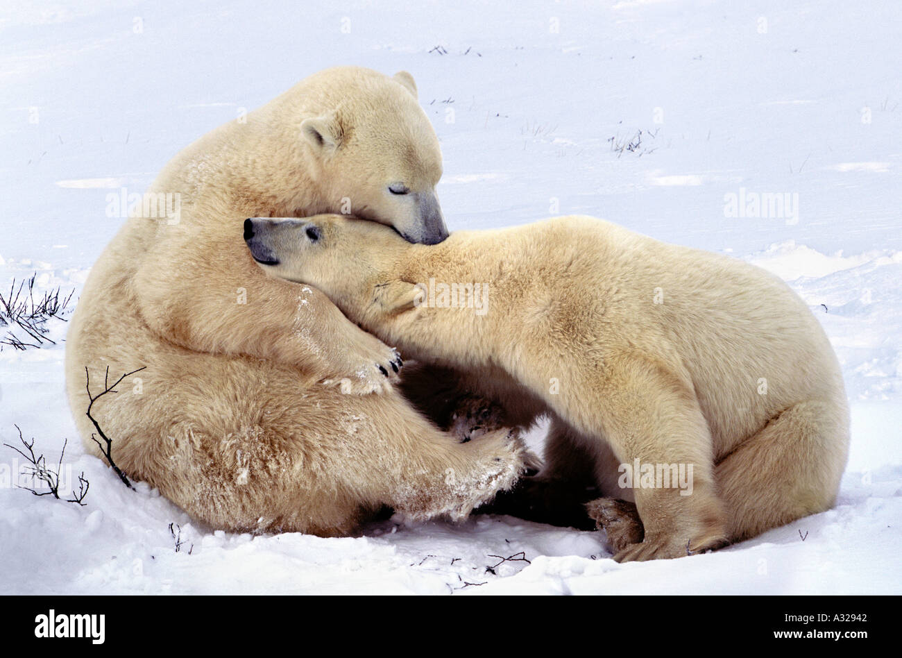 Cuddling bears hi-res stock photography and images - Alamy