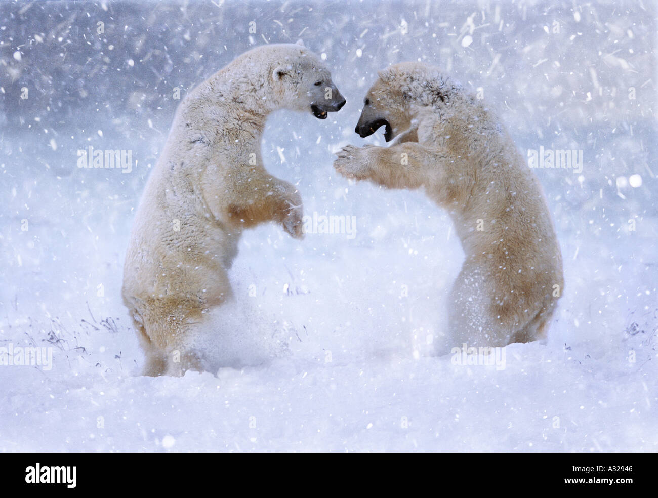Polar bears fighting in blizzard Cape Churchill Manitoba Canada Stock ...