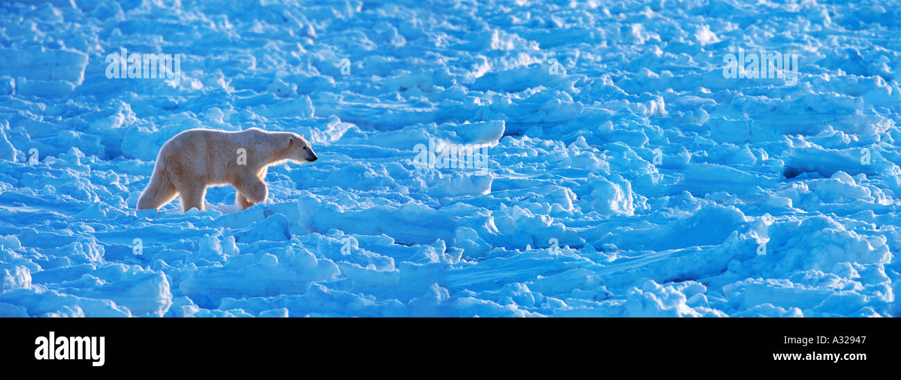 Polar bear walking on ice Cape Churchill Manitoba Canada Stock Photo ...