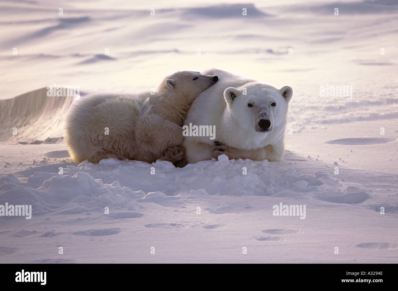 Care bears cape hi-res stock photography and images - Alamy