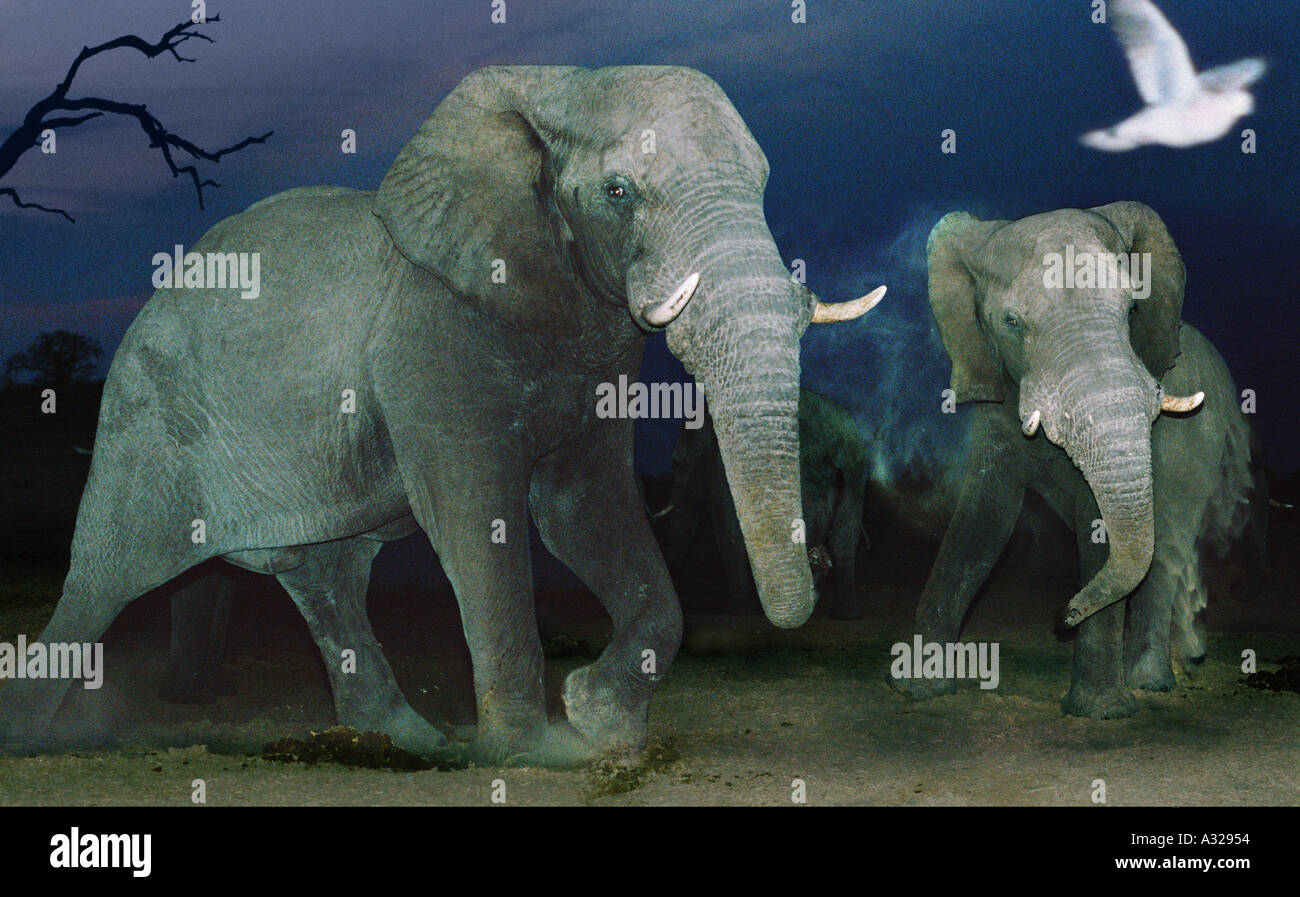 Elephants at night hi-res stock photography and images - Alamy