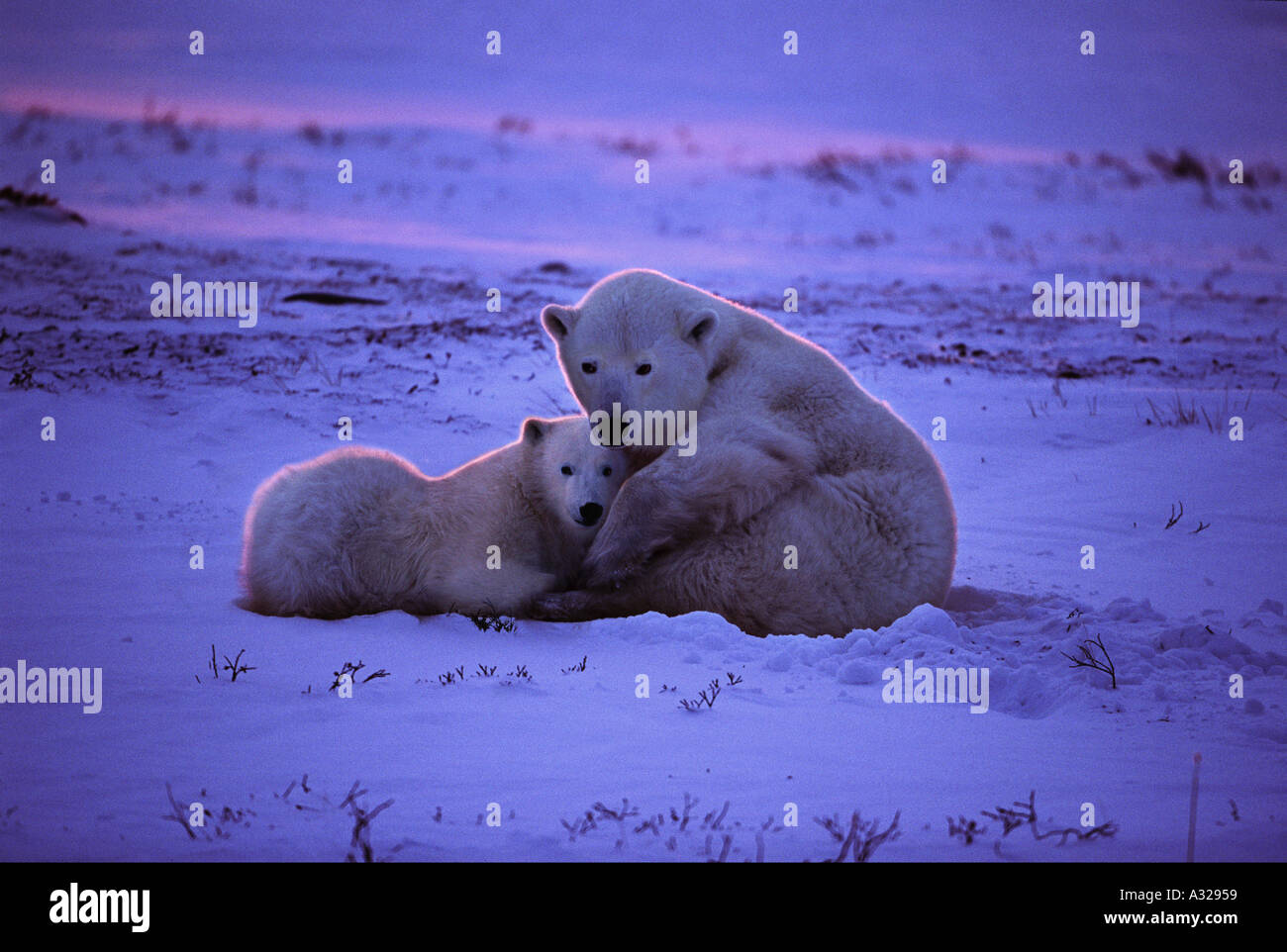 Polar bear mother and cub at sunset Cape Churchill Manitoba Canada Stock Photo - Alamy