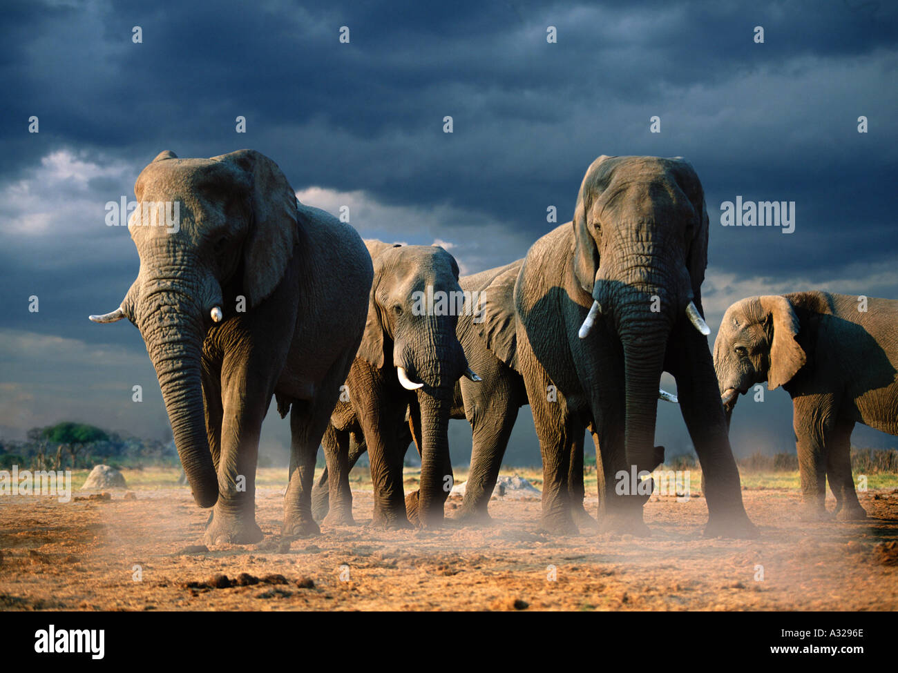 Elephants with storm clouds Botswana Stock Photo - Alamy