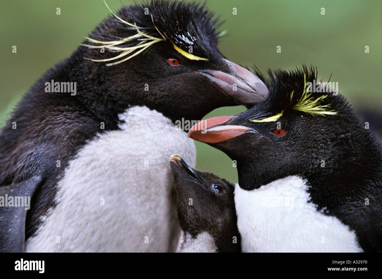 Rockhopper penguin parents and chick New Island Falkland Islands Stock ...