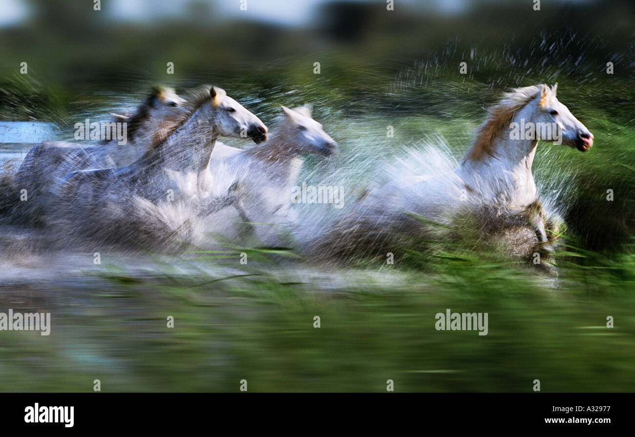 Excited horses hi-res stock photography and images - Alamy